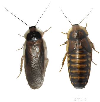 Dubia Roach Adults – Zhi's Bug Hub
